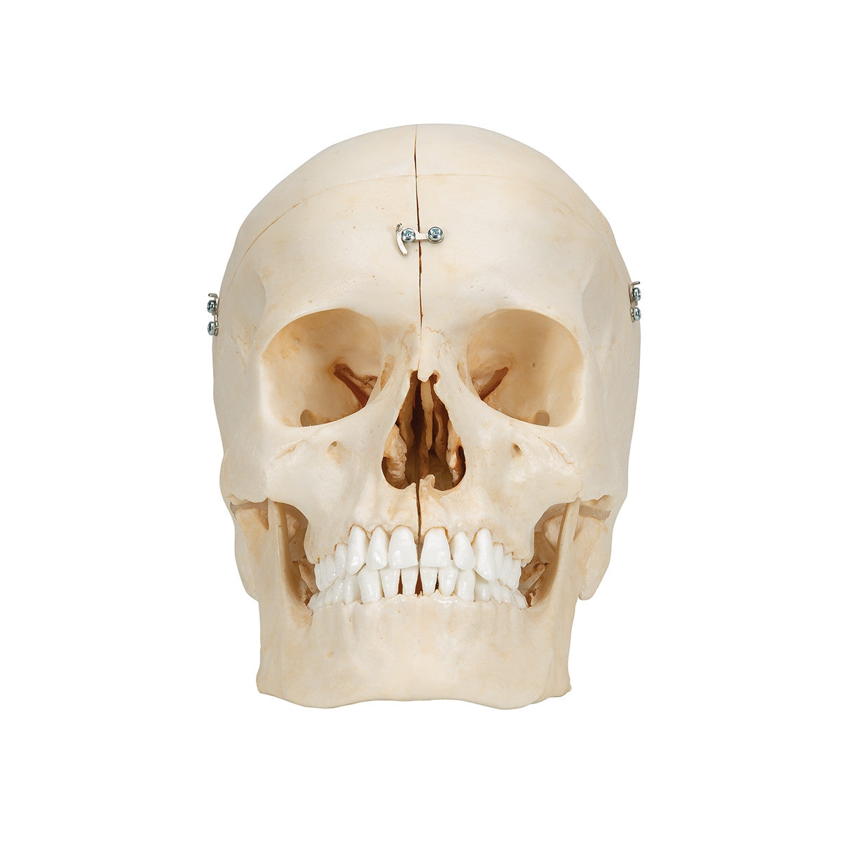 BONElike Skull Model A281 / 1000062 - Human Bony Skull Anatomy Model ...