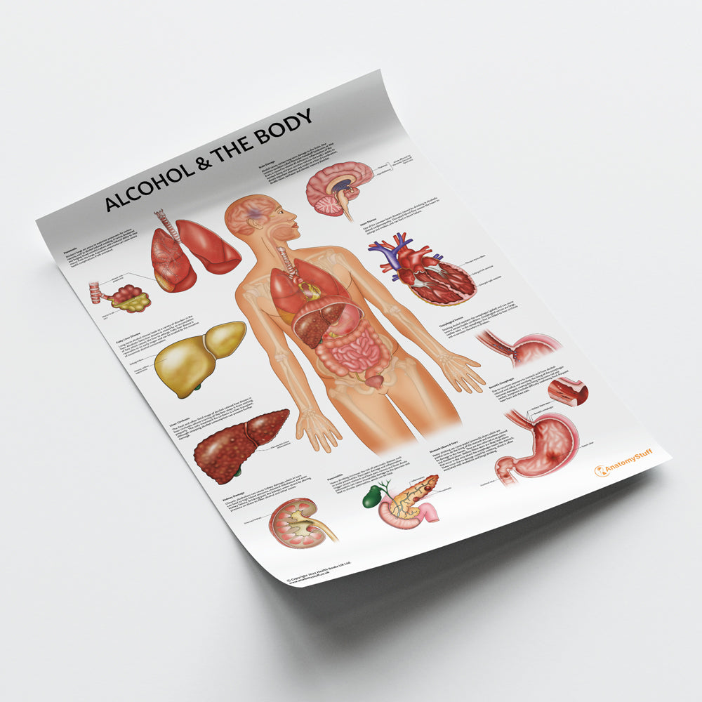 Effects of Alcohol on the Body Chart | Alcohol Awareness Poster ...