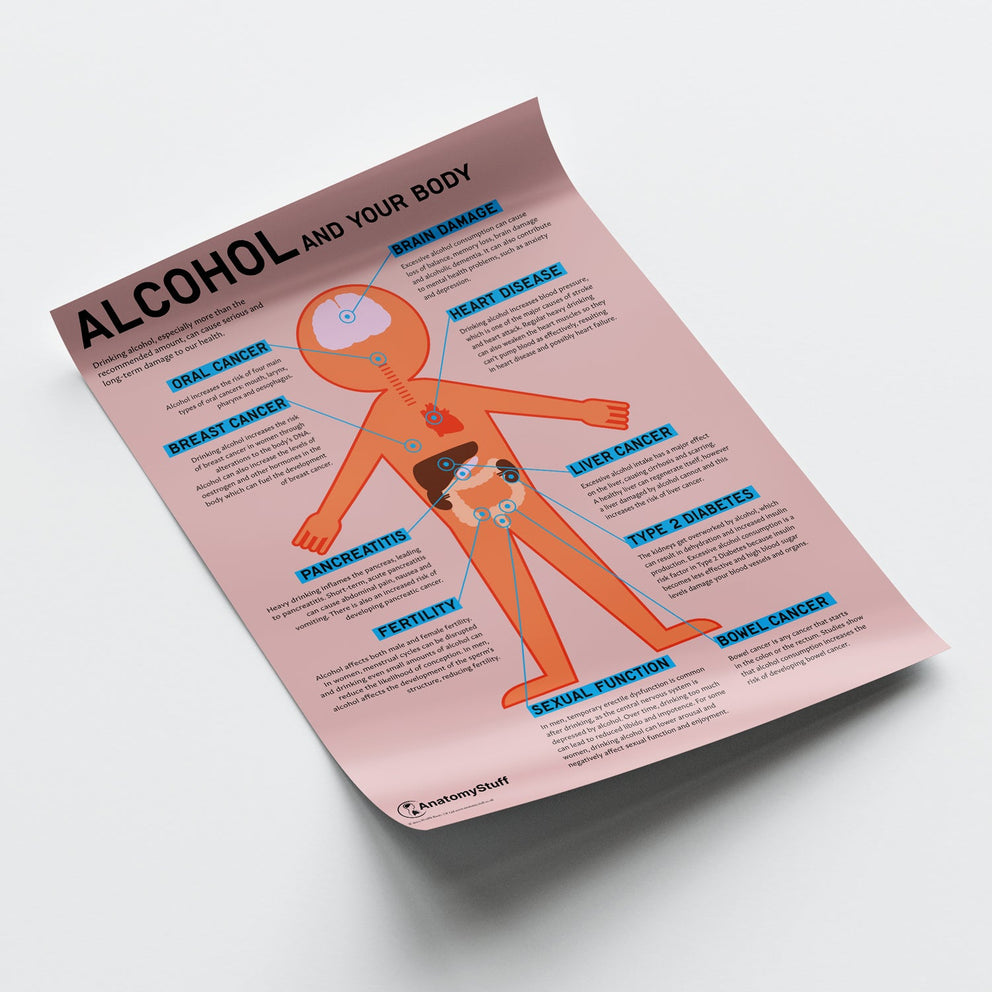Effects of Alcohol on the Body Poster | Alcohol Awareness Chart ...