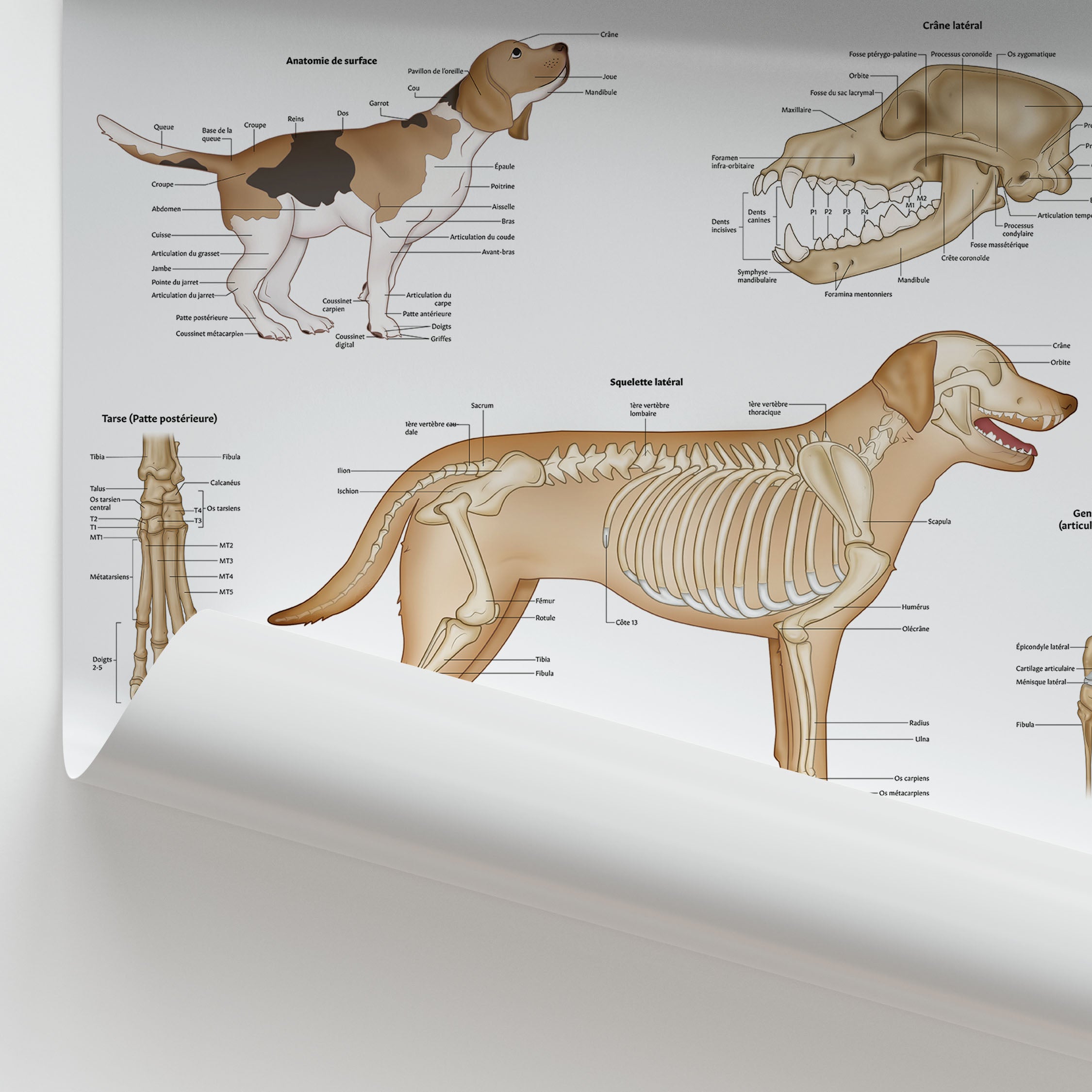 Affiches d’Anatomie Humaine et Vétérinaire | Posters en Français ...