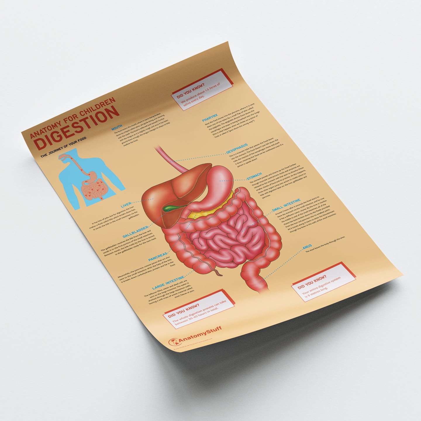 Anatomy Posters – Page 7 – AnatomyStuff