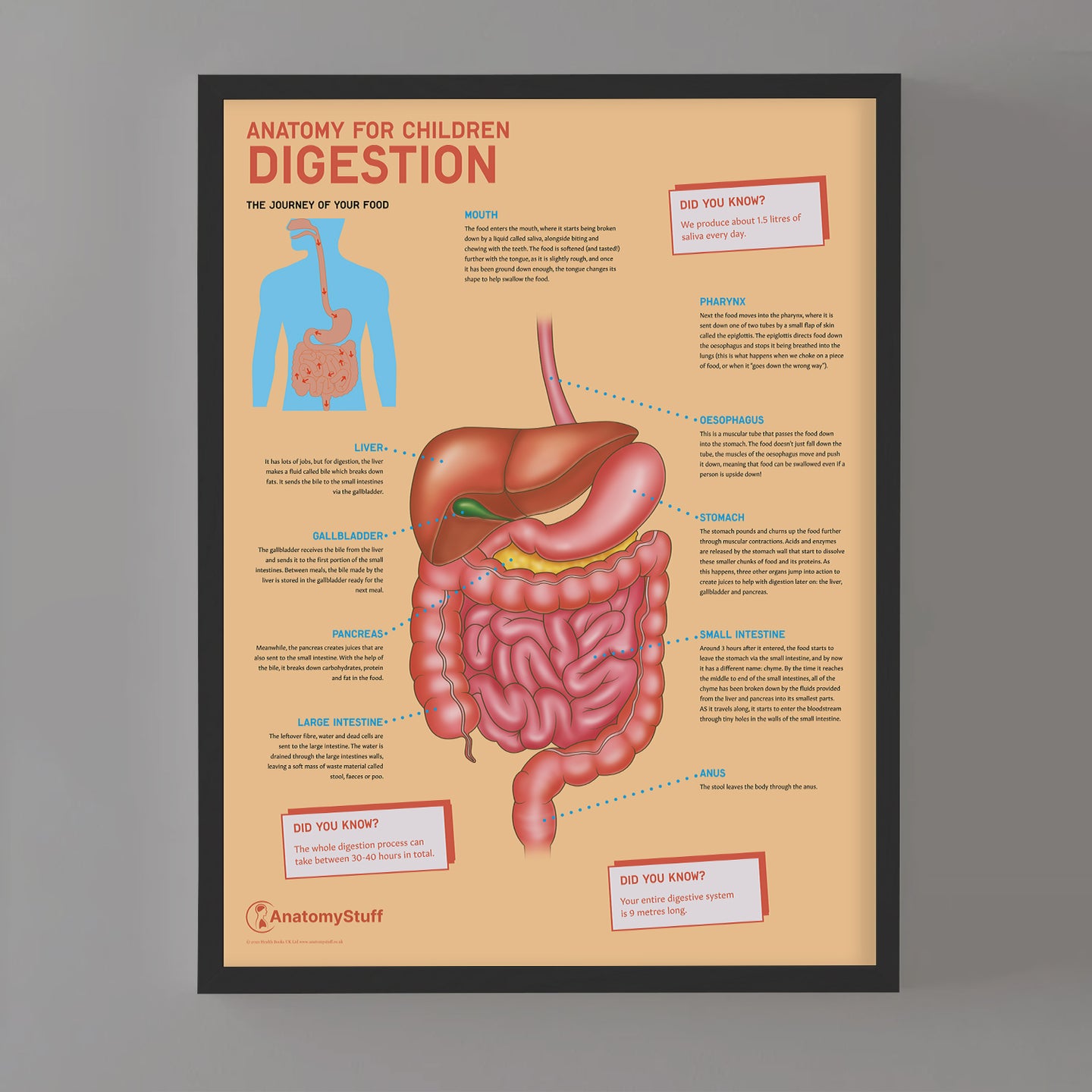 Anatomy Posters – Page 7 – AnatomyStuff