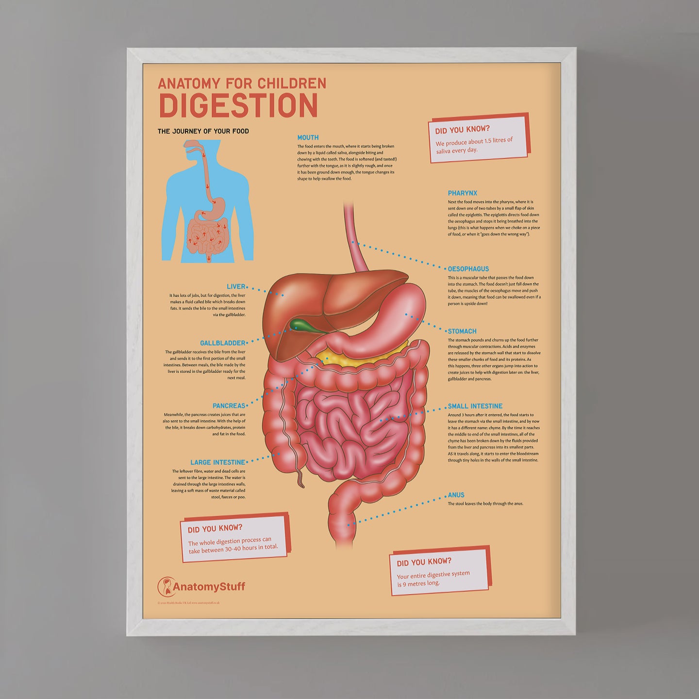 Anatomy for Children: Digestion Poster | Educational Digestive Chart ...