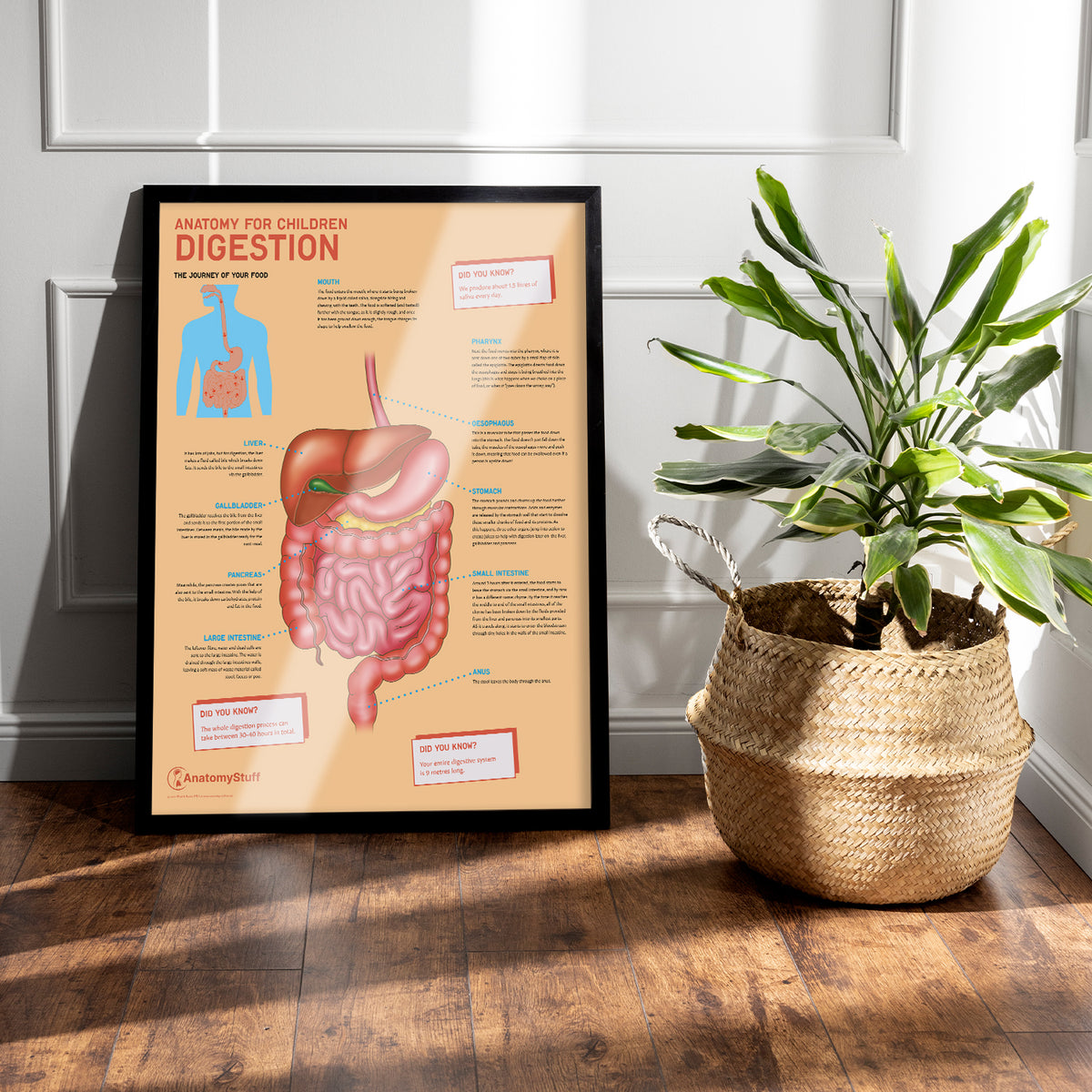 Anatomy for Children: Digestion Poster | Educational Digestive Chart ...
