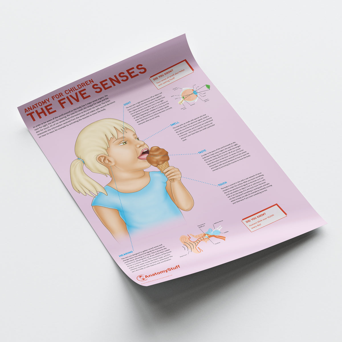 Anatomy for Children: The Five Senses Poster | Educational Chart for ...