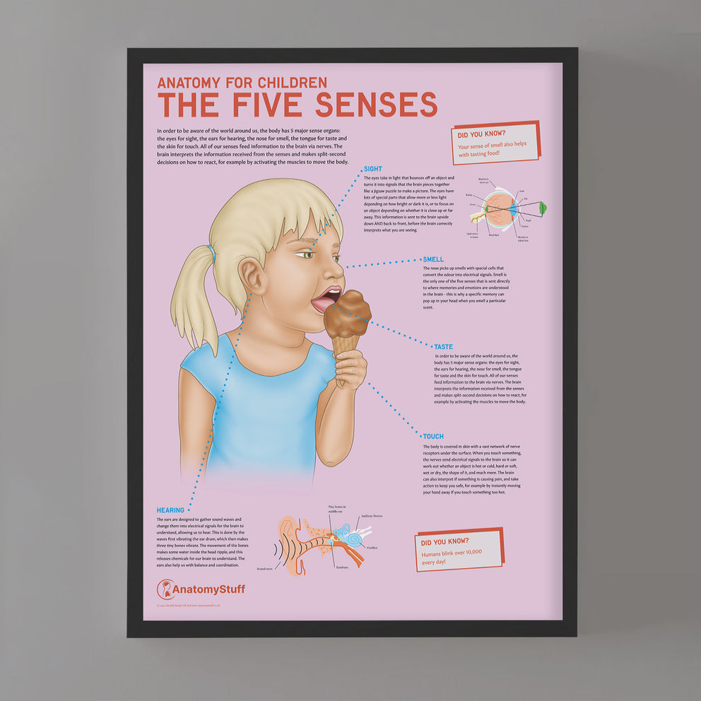 Anatomy for Children: The Five Senses Poster | Educational Chart for ...