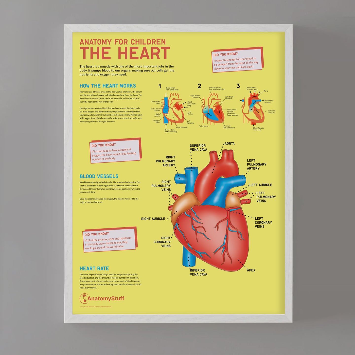 Anatomy for Children: The Heart Poster | Educational Circulatory Chart ...