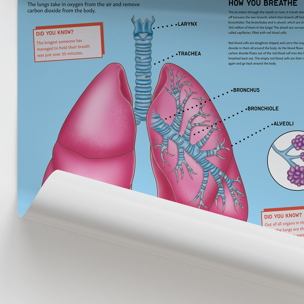 Anatomy for Children: The Lungs Poster | Educational Respiratory Chart ...