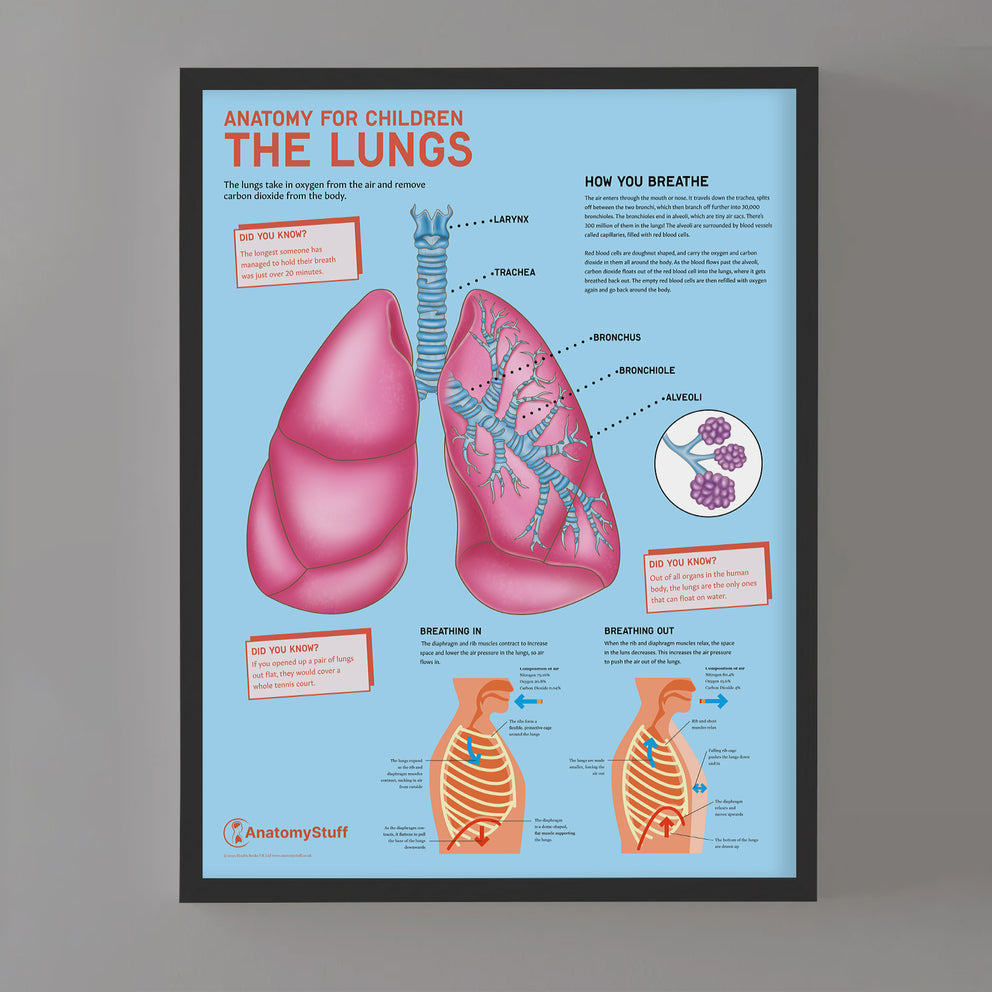 Anatomy for Children: The Lungs Poster | Educational Respiratory Chart ...