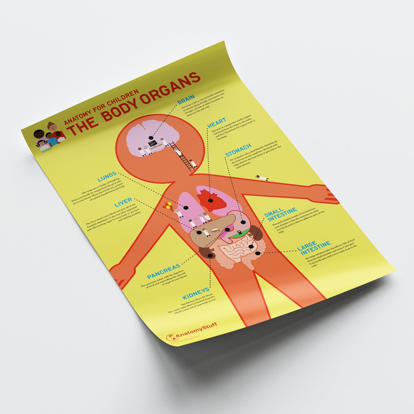 Anatomy for Children: The Body Organs Poster | Educational Wall Chart ...