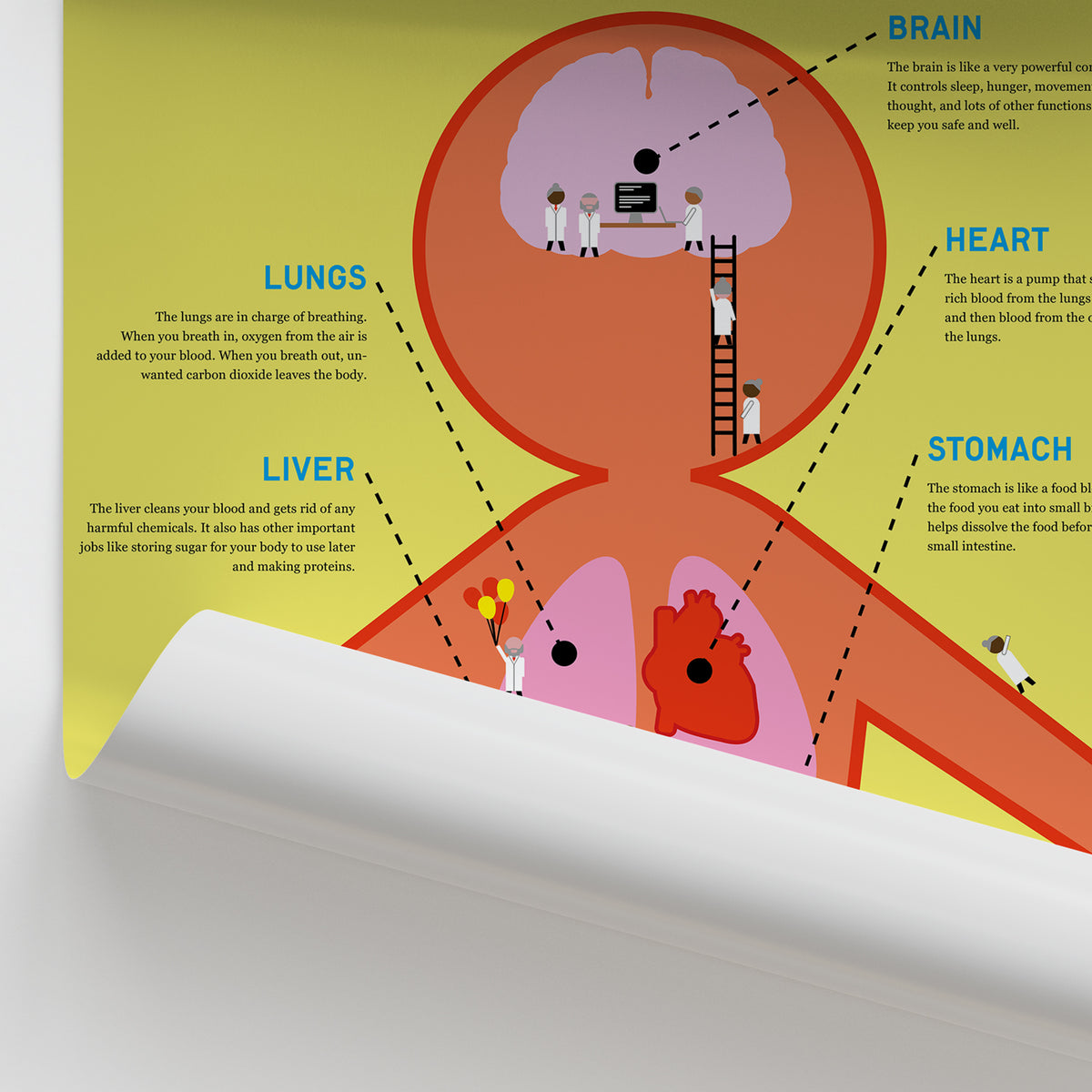 Anatomy for Children: The Body Organs Poster | Educational Wall Chart ...