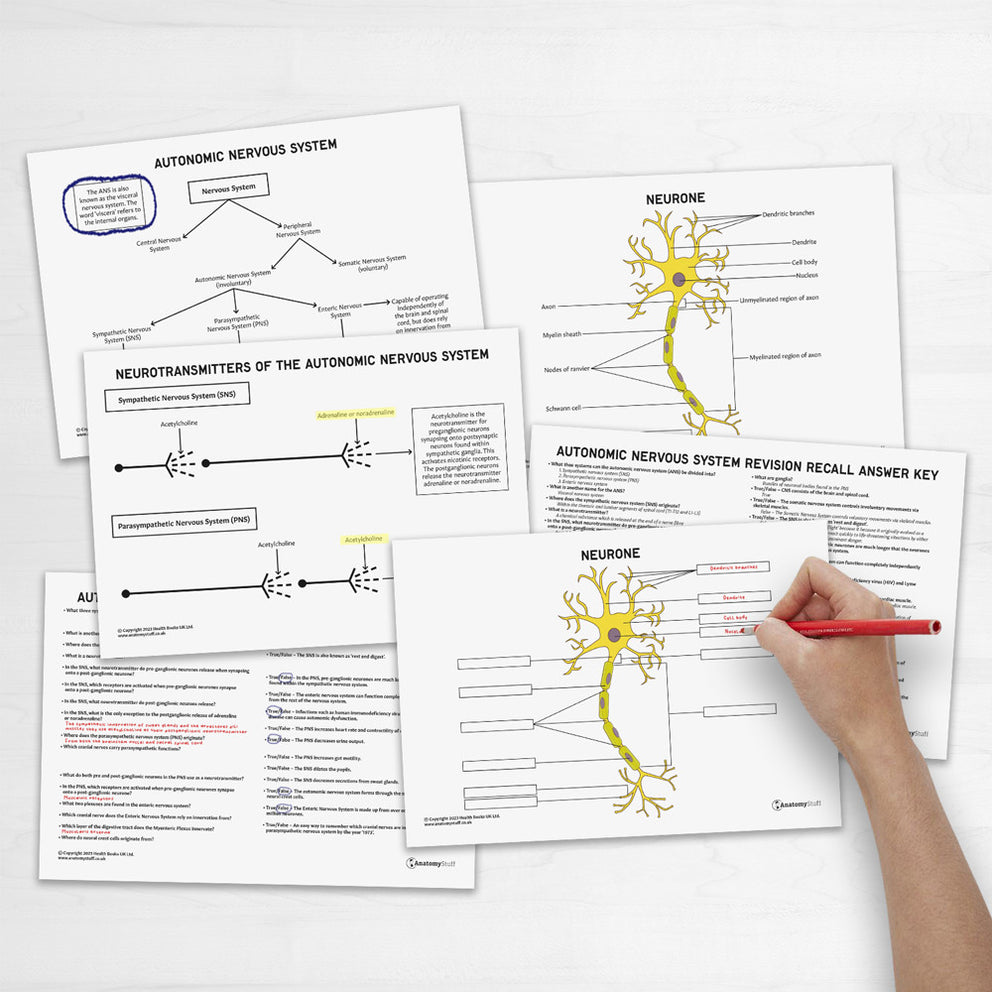 Anatomy Revision Summaries & Guides – AnatomyStuff