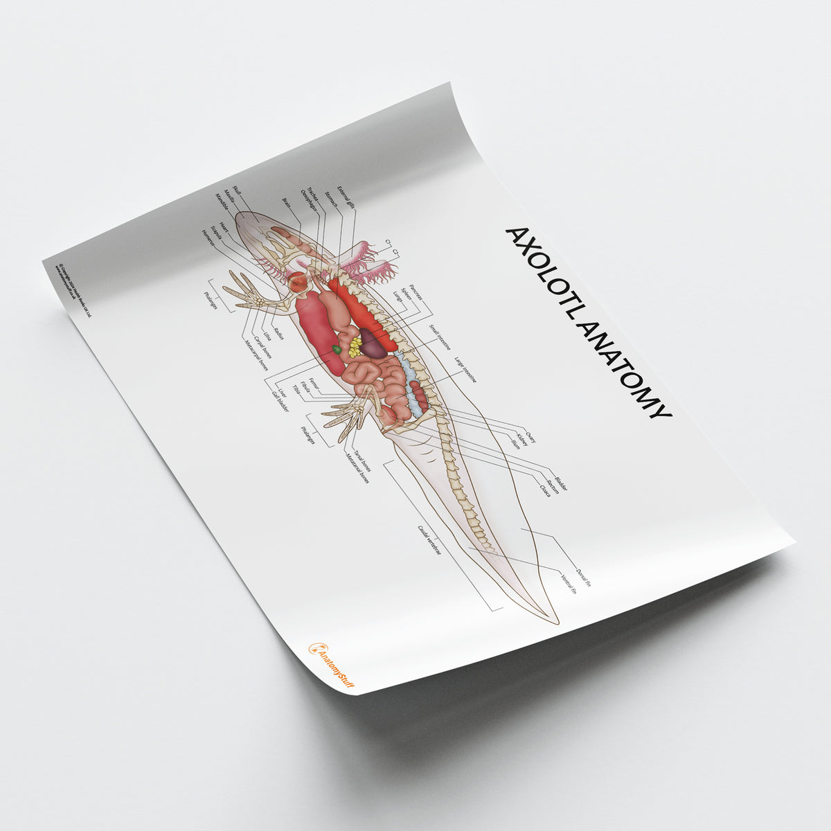 Axolotl Anatomy Poster | Exotic Pet Bones and Organ Chart – AnatomyStuff