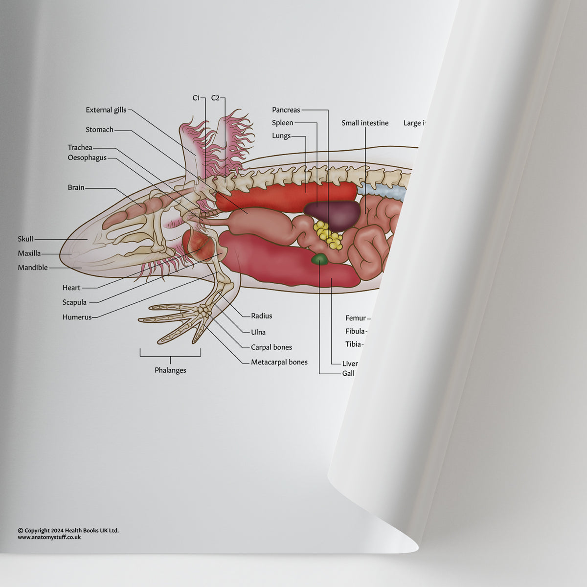 Axolotl Anatomy Poster | Exotic Pet Bones and Organ Chart – AnatomyStuff