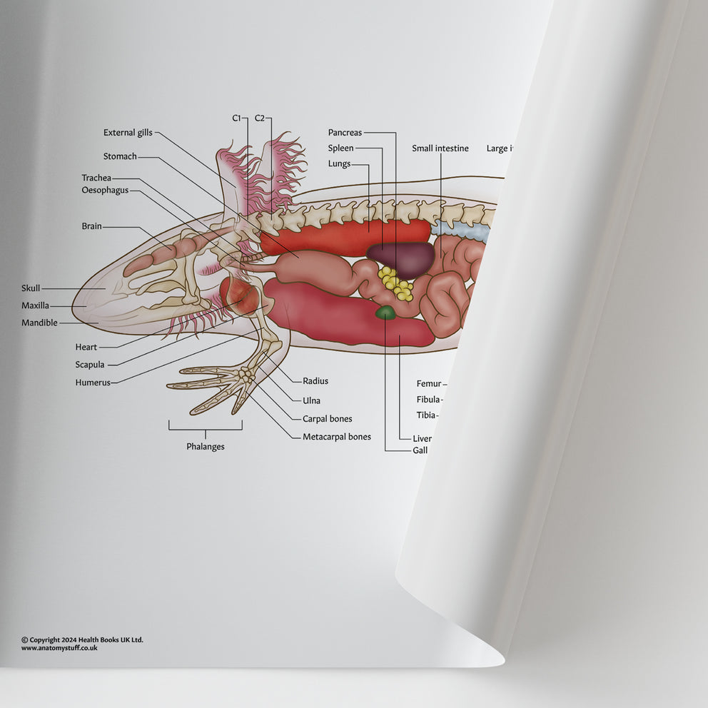 Axolotl Anatomy Poster | Exotic Pet Bones and Organ Chart – AnatomyStuff