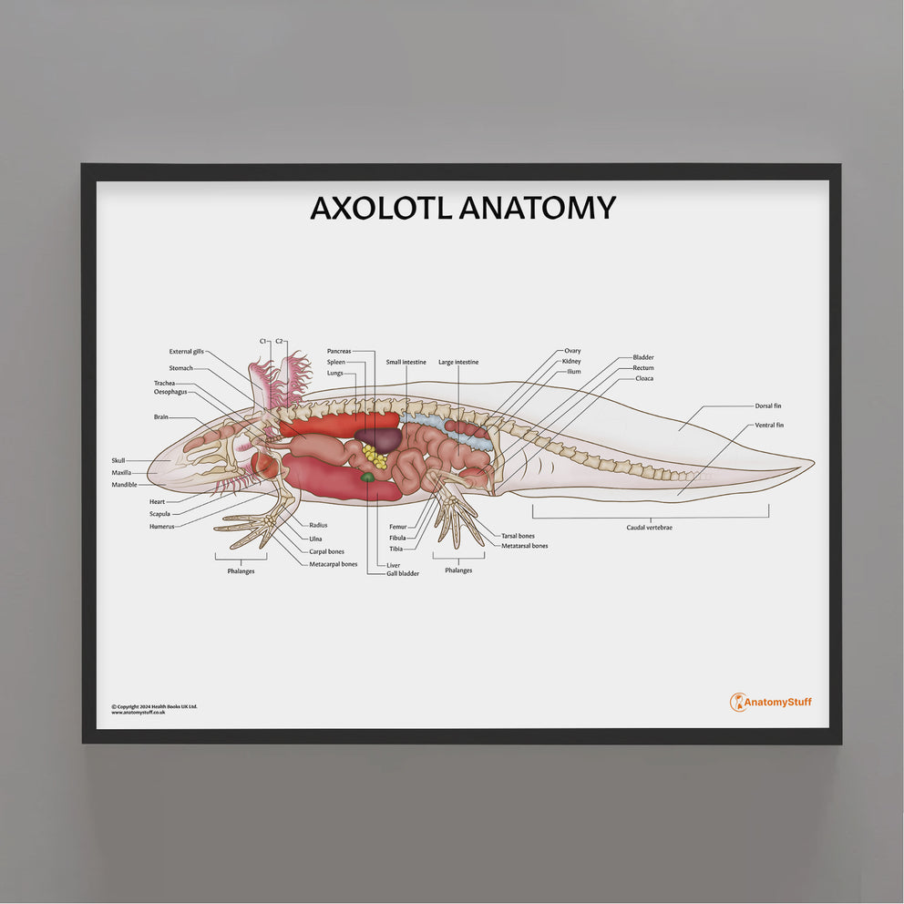 Axolotl Anatomy Poster | Exotic Pet Bones and Organ Chart – AnatomyStuff