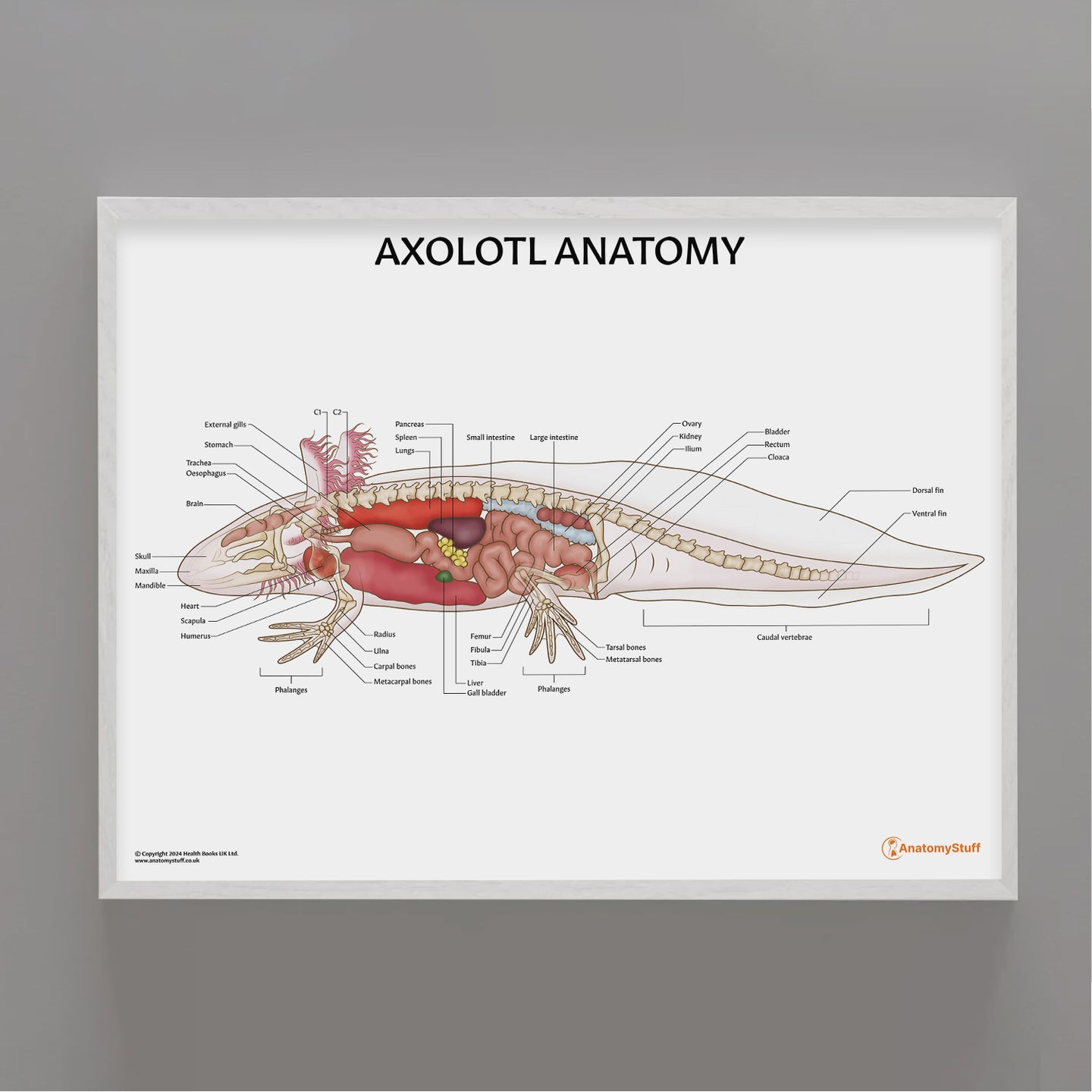 Axolotl Anatomy Poster | Exotic Pet Bones and Organ Chart – AnatomyStuff