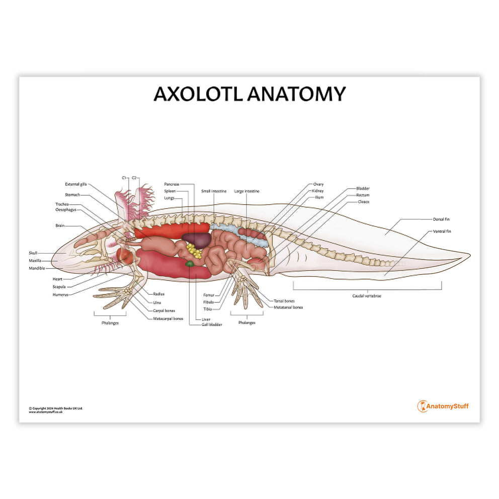 Axolotl Anatomy Poster | Exotic Pet Bones and Organ Chart – AnatomyStuff