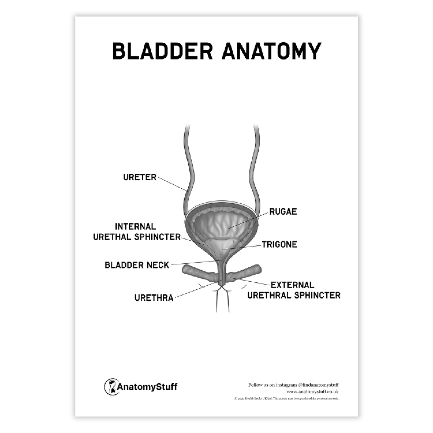 Bladder Anatomy PDF Poster | Urinary System Chart Download – AnatomyStuff