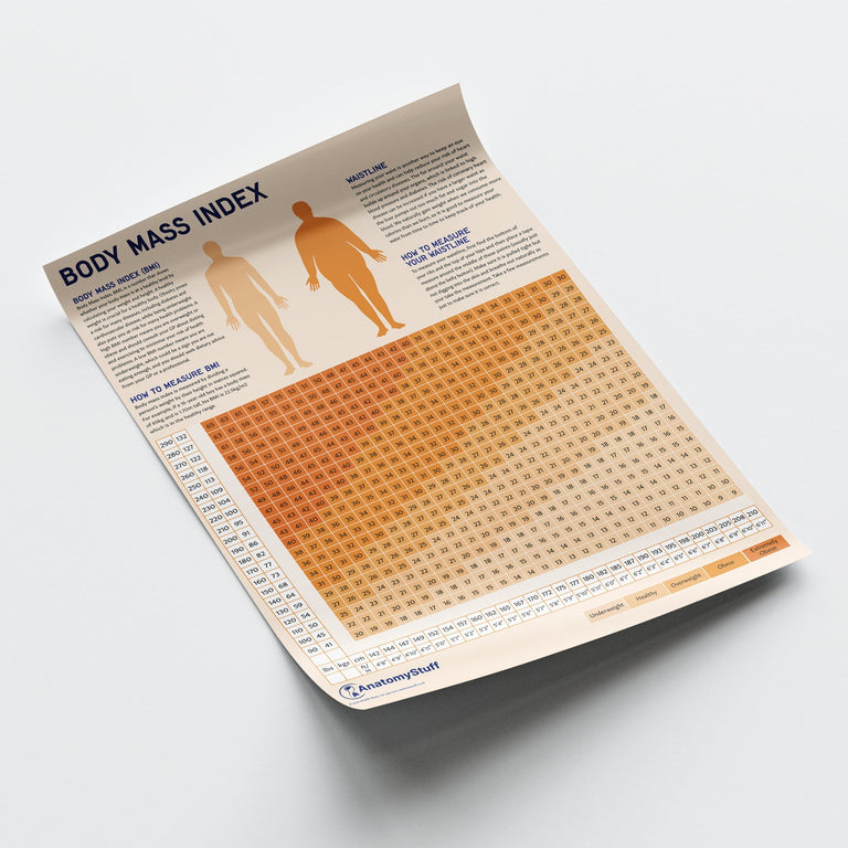 Body Mass Index Chart Poster | BMI Education Display – AnatomyStuff