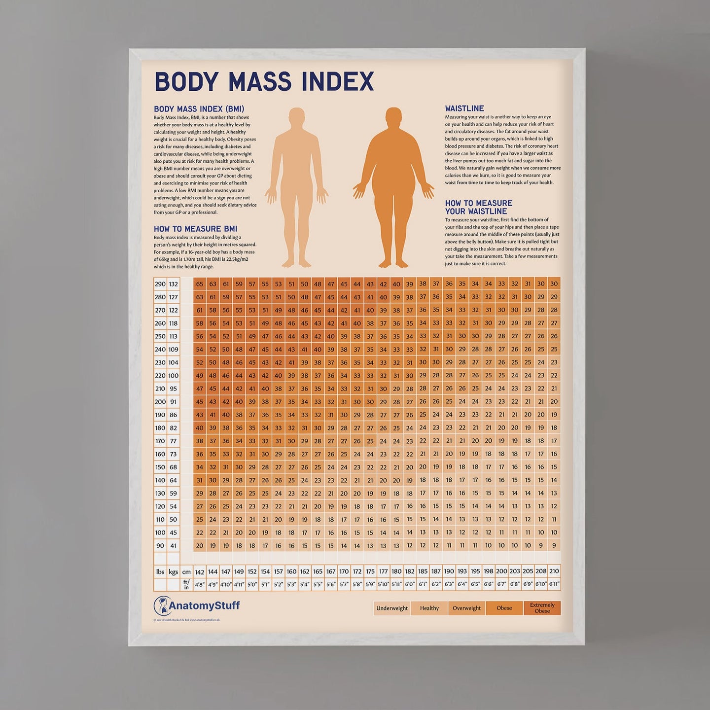 Body Mass Index Chart Poster | BMI Education Display – AnatomyStuff