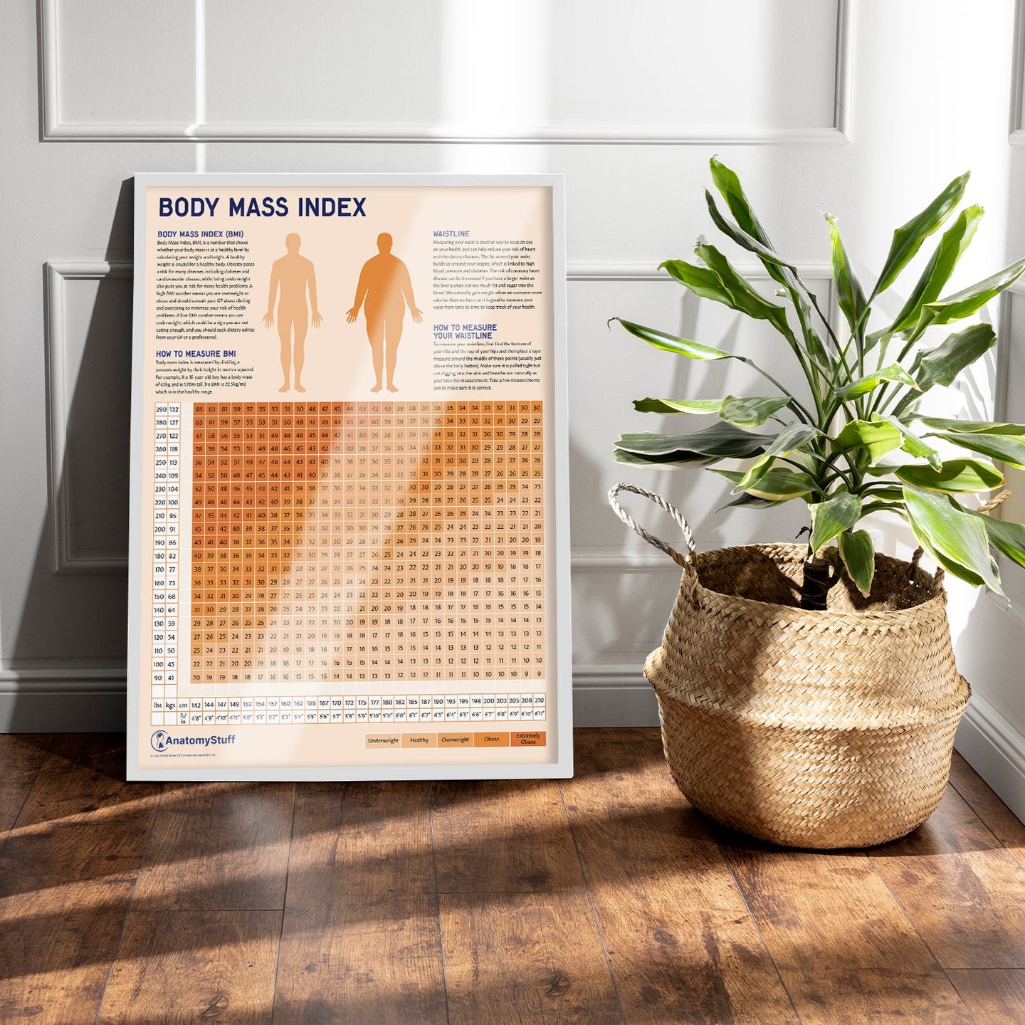 Body Mass Index Chart Poster | BMI Education Display – AnatomyStuff