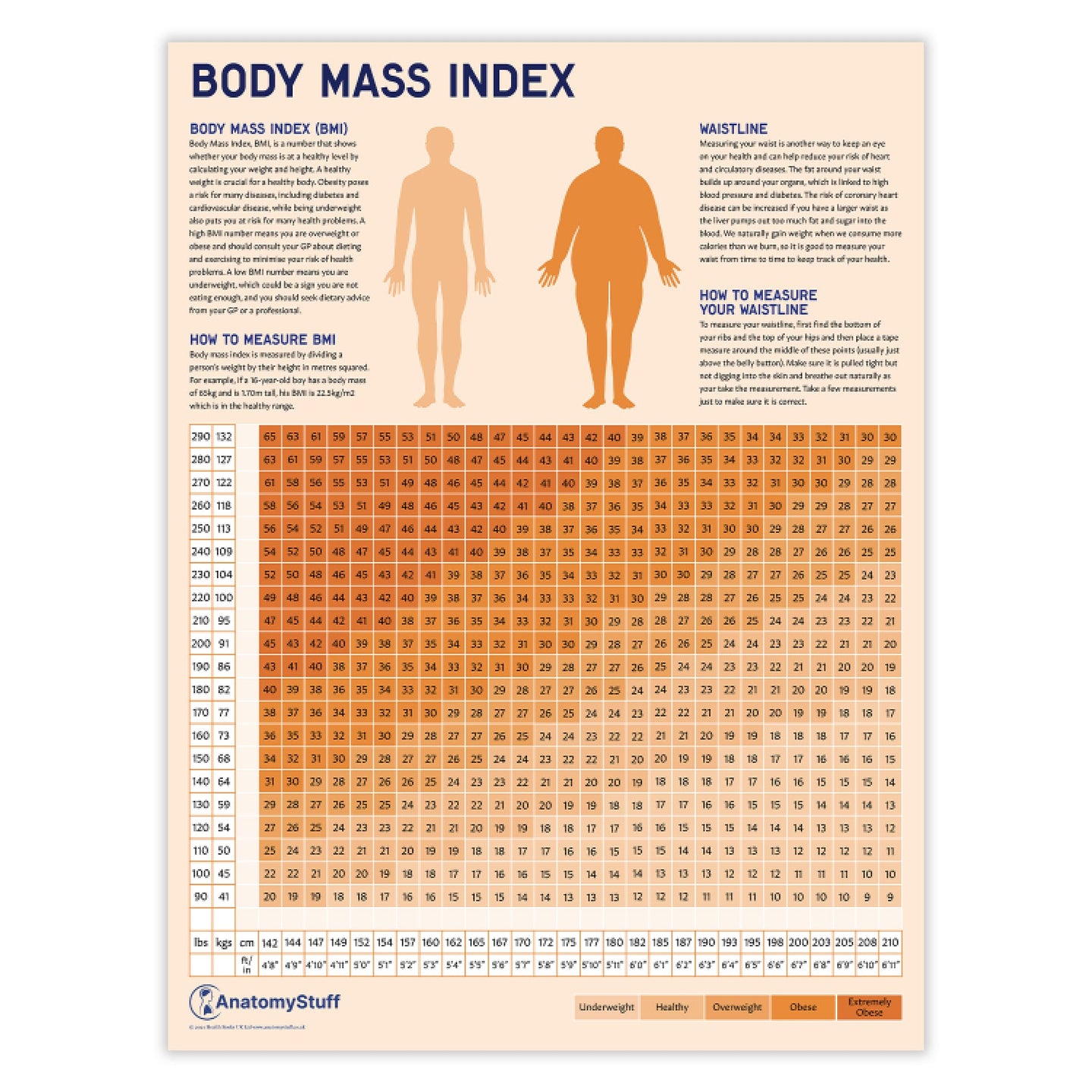 Body Mass Index Chart Poster | BMI Education Display – AnatomyStuff