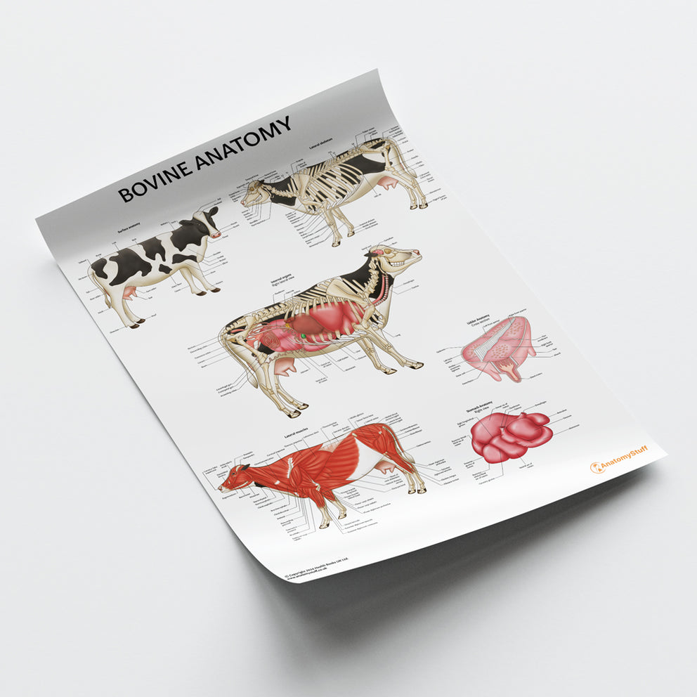 Bovine Anatomy Poster | Cow Muscles and Organ Chart – AnatomyStuff