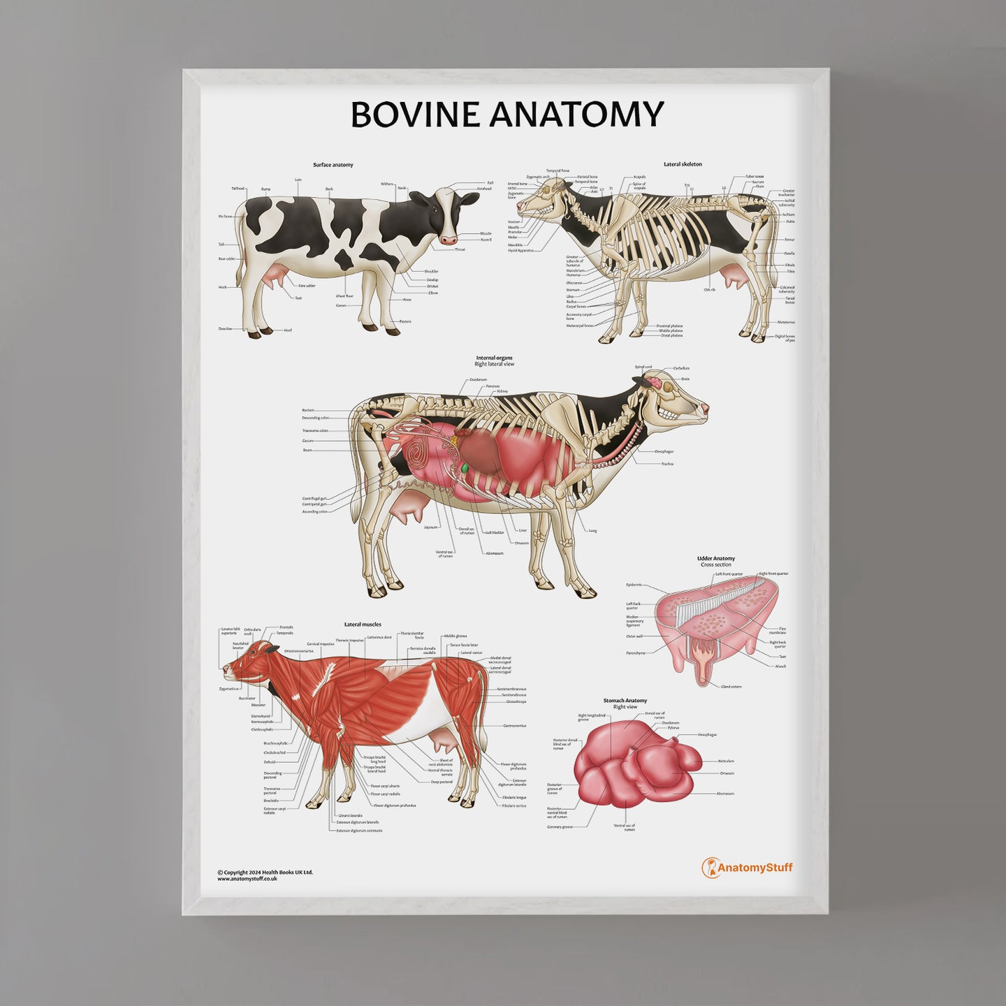 Bovine Anatomy Poster | Cow Muscles and Organ Chart – AnatomyStuff