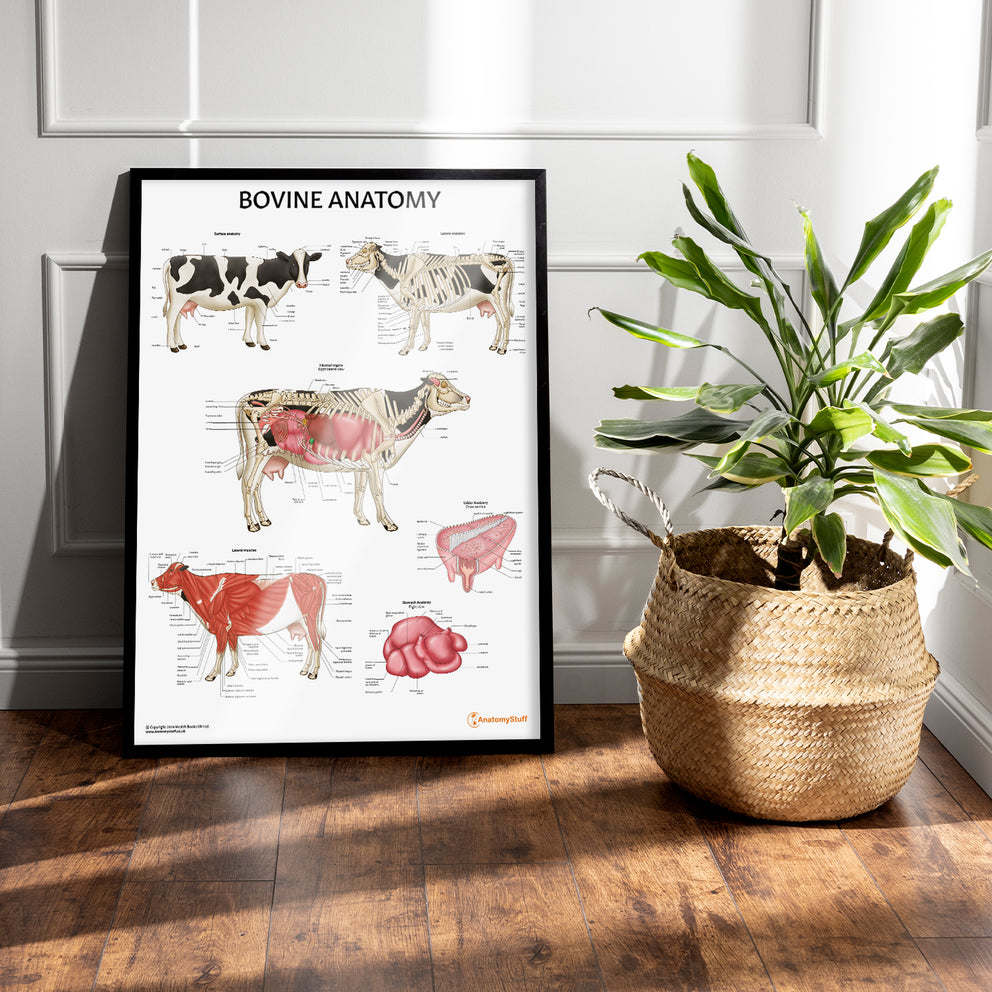 Bovine Anatomy Poster | Cow Muscles and Organ Chart – AnatomyStuff