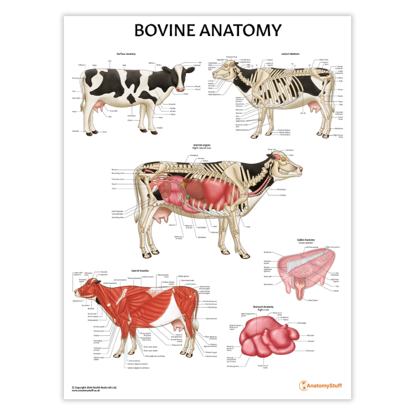Bovine Anatomy Poster | Cow Muscles and Organ Chart – AnatomyStuff