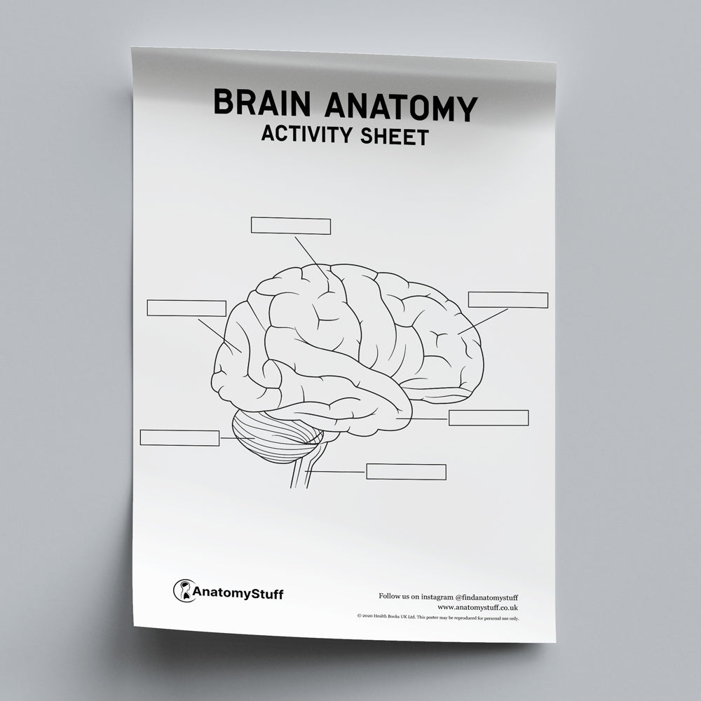 Brain Anatomy Activity Sheet | Digital Download | AnatomyStuff