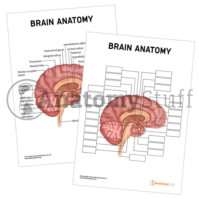 Brain Anatomy Poster & Worksheet PDF – Interactive & Printable ...