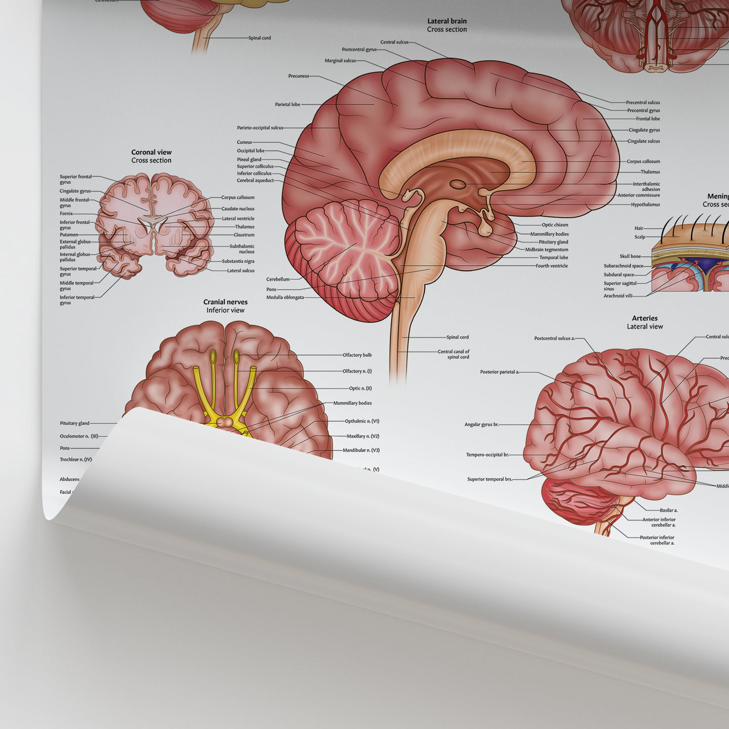 Brain Anatomy Poster | Neurology Anatomy Poster – AnatomyStuff