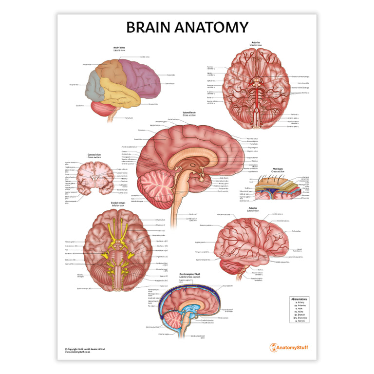 Brain Anatomy Poster | Neurology Anatomy Poster – AnatomyStuff