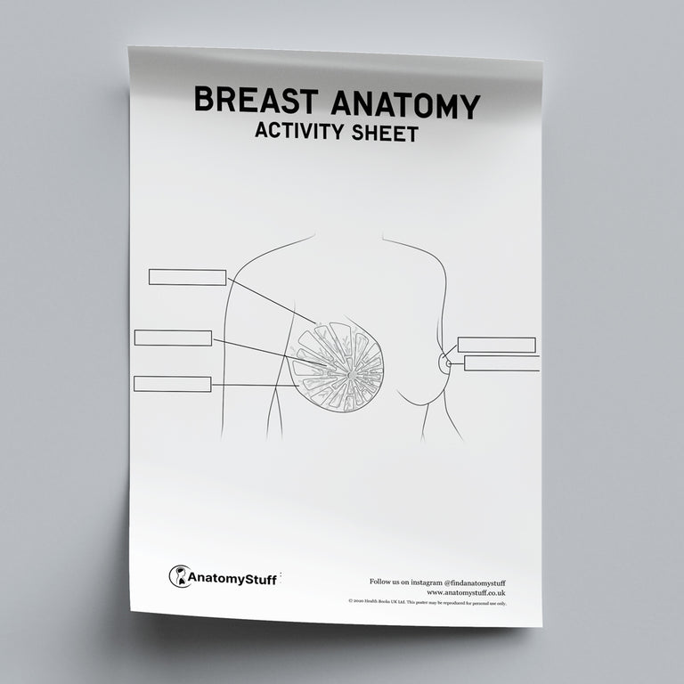Breast Anatomy Activity Sheet | Digital Download | AnatomyStuff
