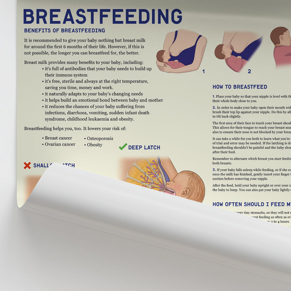 Breastfeeding Trainers | Breast Models and Posters for Education ...