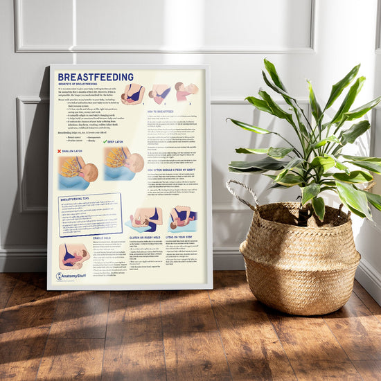 Breastfeeding Trainers | Breast Models and Posters for Education ...