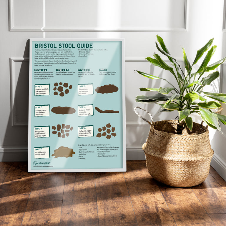 Bristol Stool Chart Poster | Illustrated Bowel Health Chart – AnatomyStuff