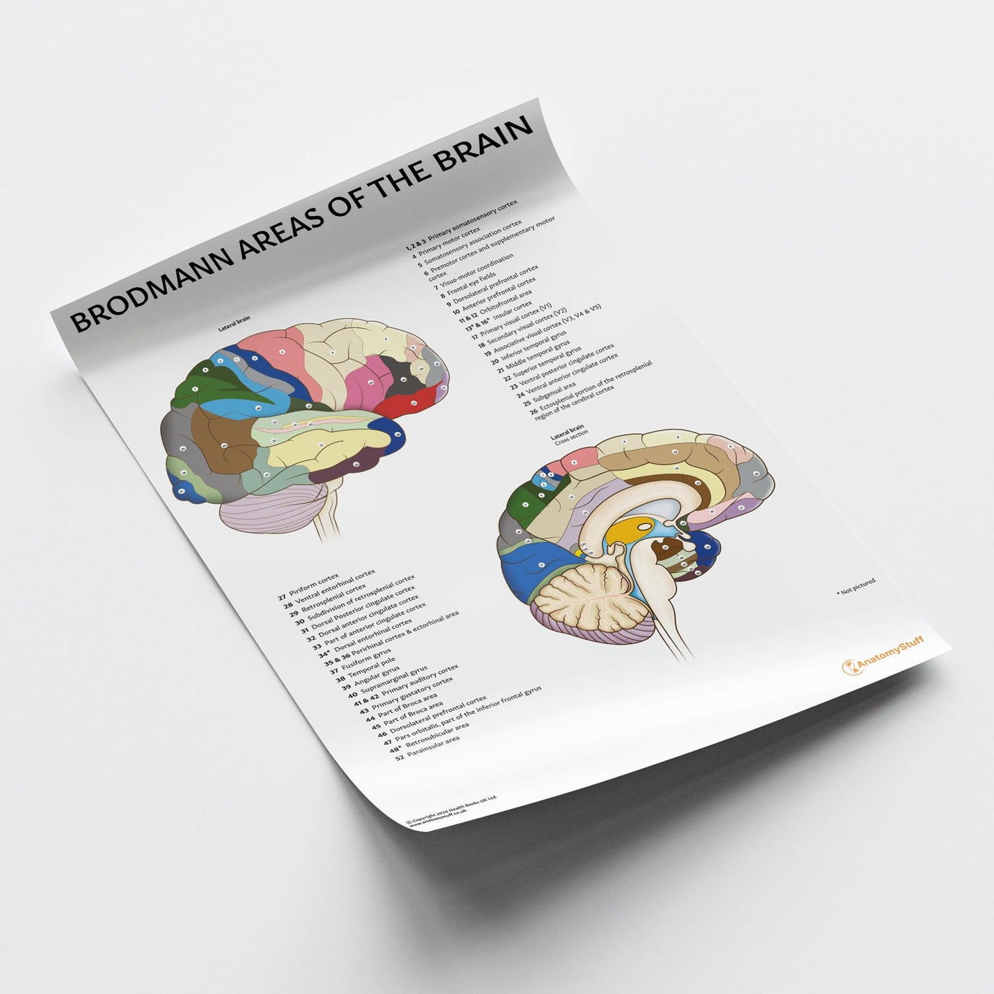 Brodmann Brain Areas Poster | Cerebral Cortex Anatomy Chart – AnatomyStuff