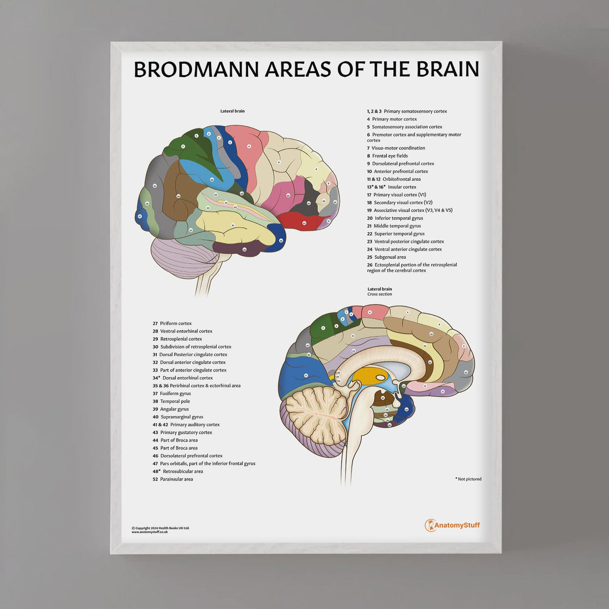Brodmann Brain Areas Poster | Cerebral Cortex Anatomy Chart – AnatomyStuff