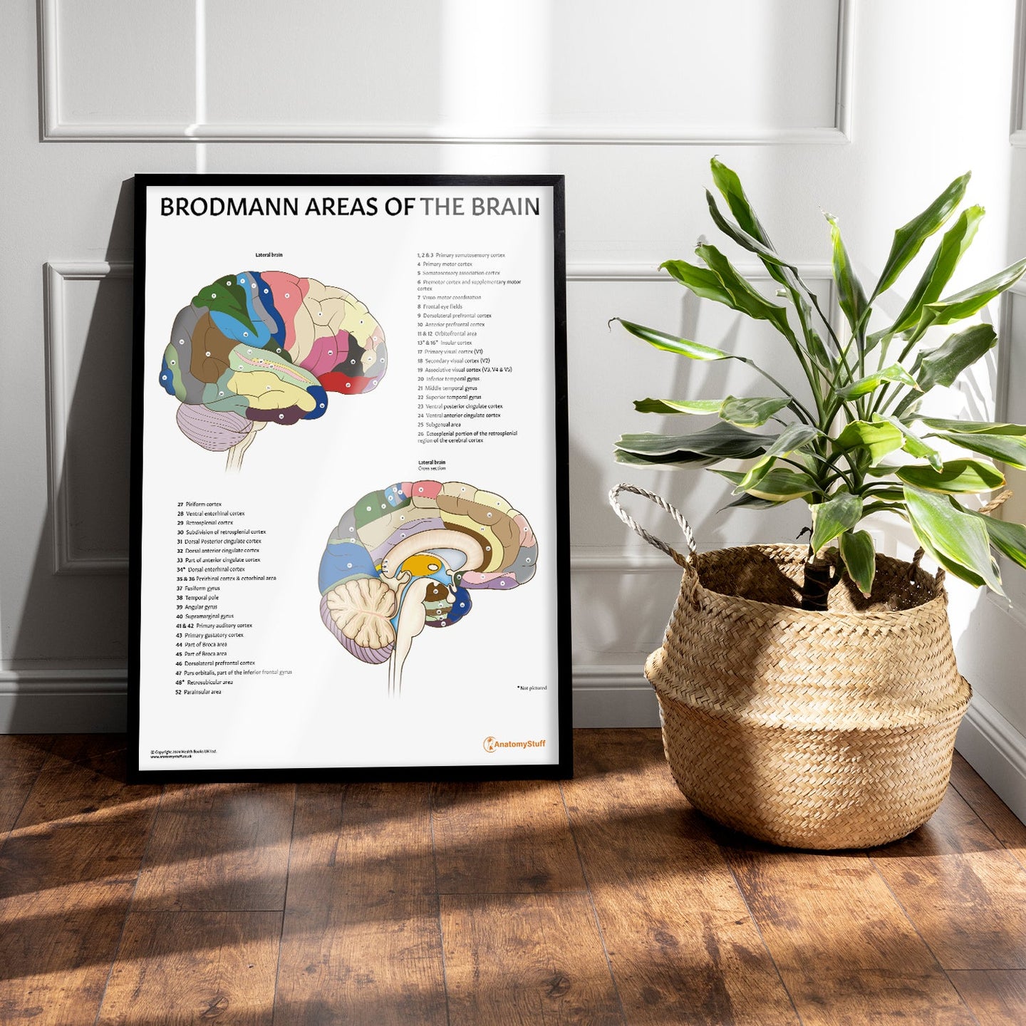 Brodmann Brain Areas Poster | Cerebral Cortex Anatomy Chart – AnatomyStuff