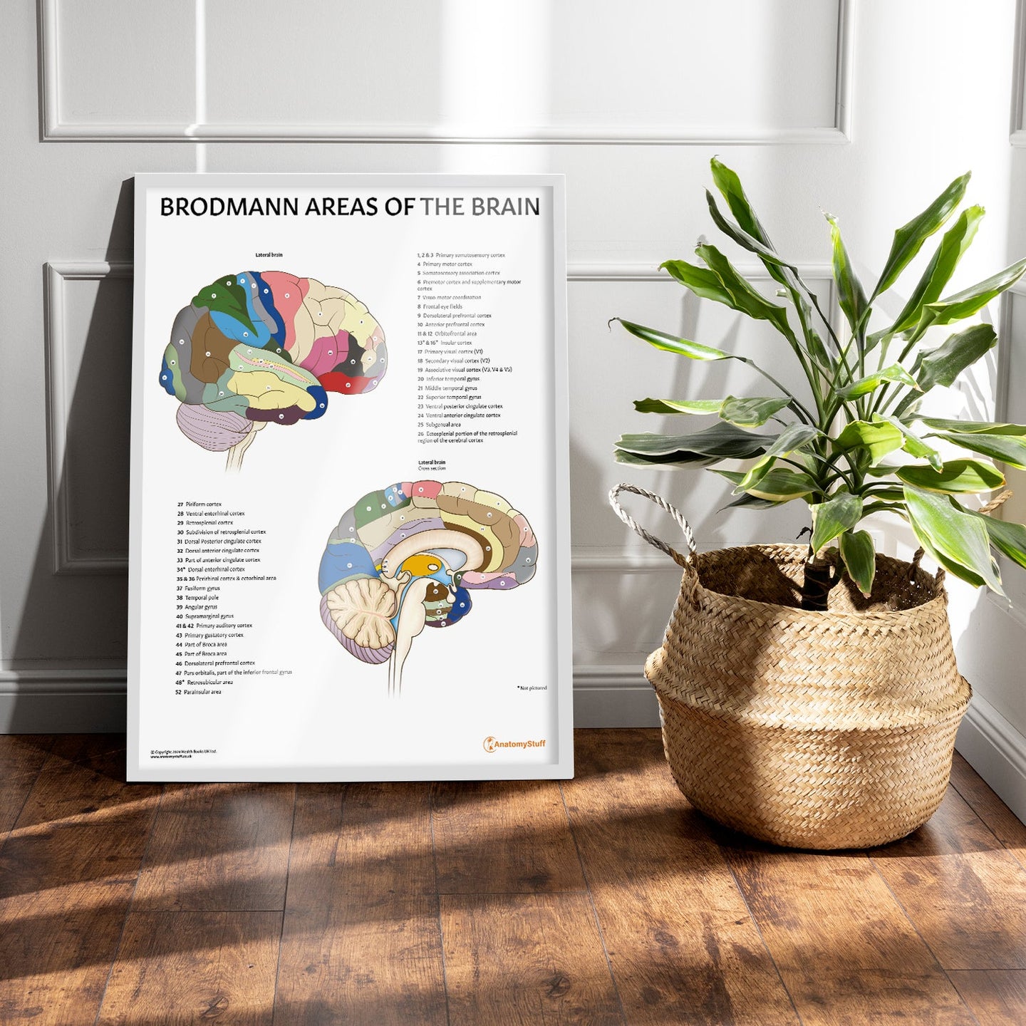 Brodmann Brain Areas Poster | Cerebral Cortex Anatomy Chart – AnatomyStuff