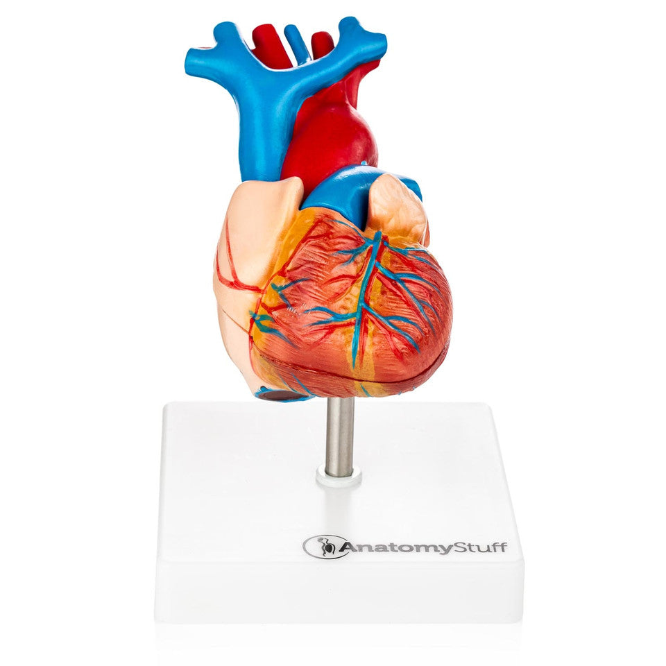 Anatomical Models | Shop Online Today | AnatomyStuff