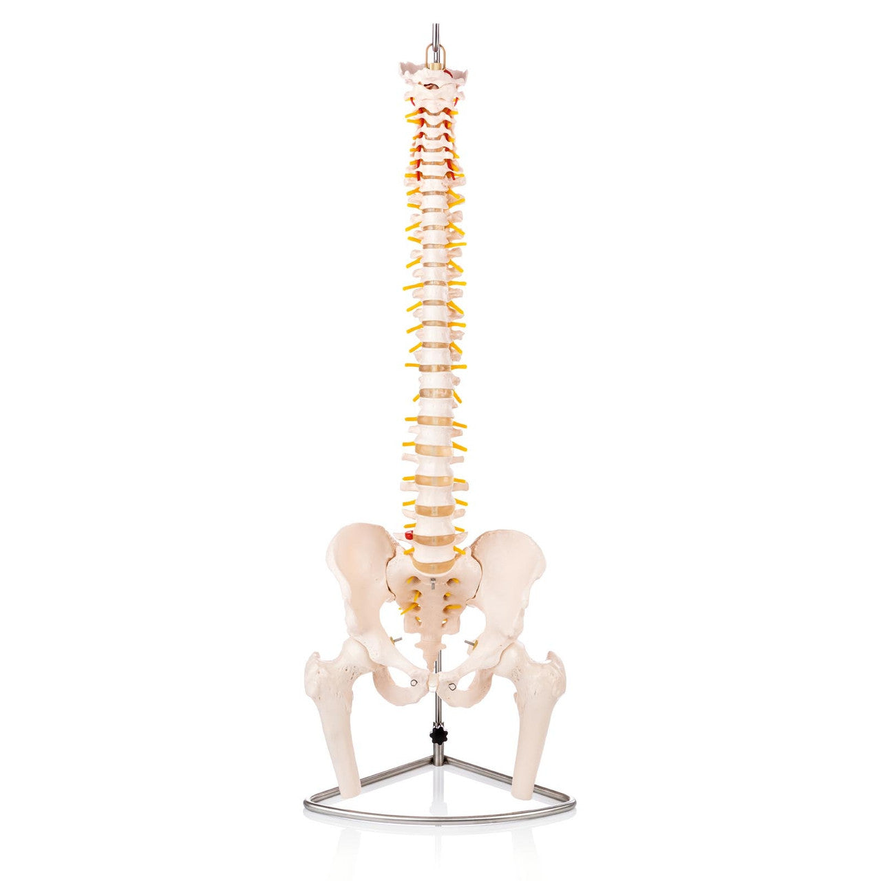 Budget Vertebral Column Model with Pelvis and Femoral Heads ...