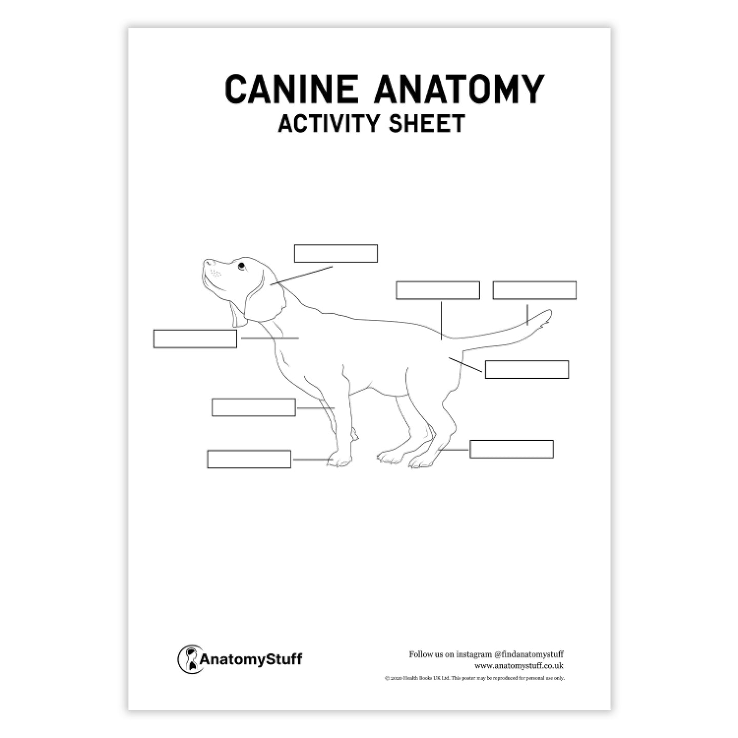 Canine Anatomy Activity Sheet | Digital Download | AnatomyStuff