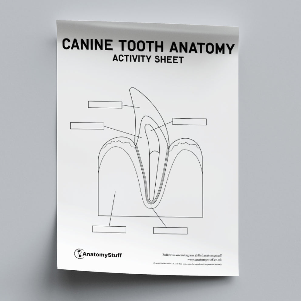 Canine Dental Anatomy Activity Sheet PDF | Dog Tooth Learning Tool ...