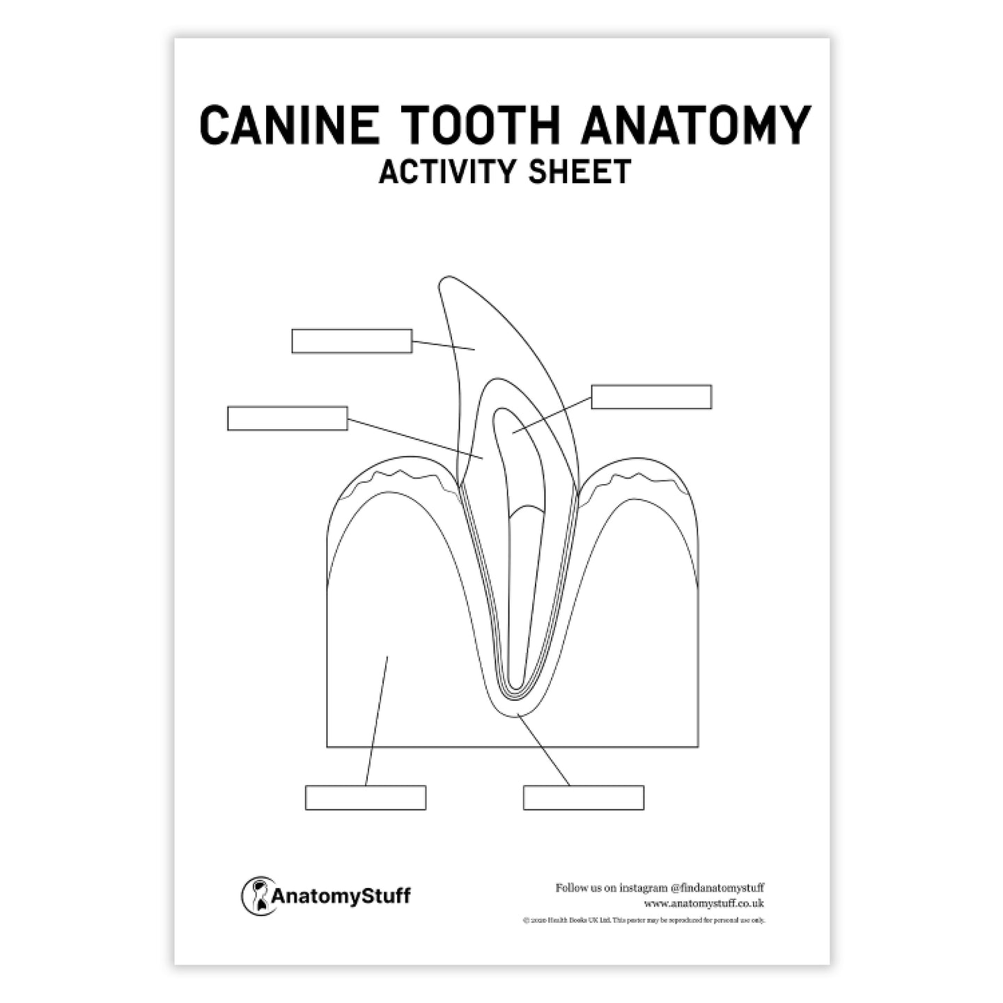 Canine Dental Anatomy Activity Sheet PDF | Dog Tooth Learning Tool ...