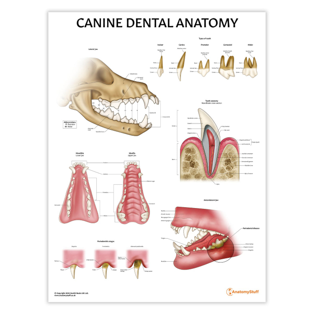 Canine Dental Anatomy Poster | Dog Teeth & Jaw Chart – AnatomyStuff