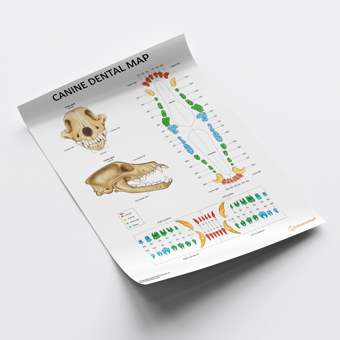 Canine Dental Map Poster | Dog Teeth Anatomy Chart – AnatomyStuff